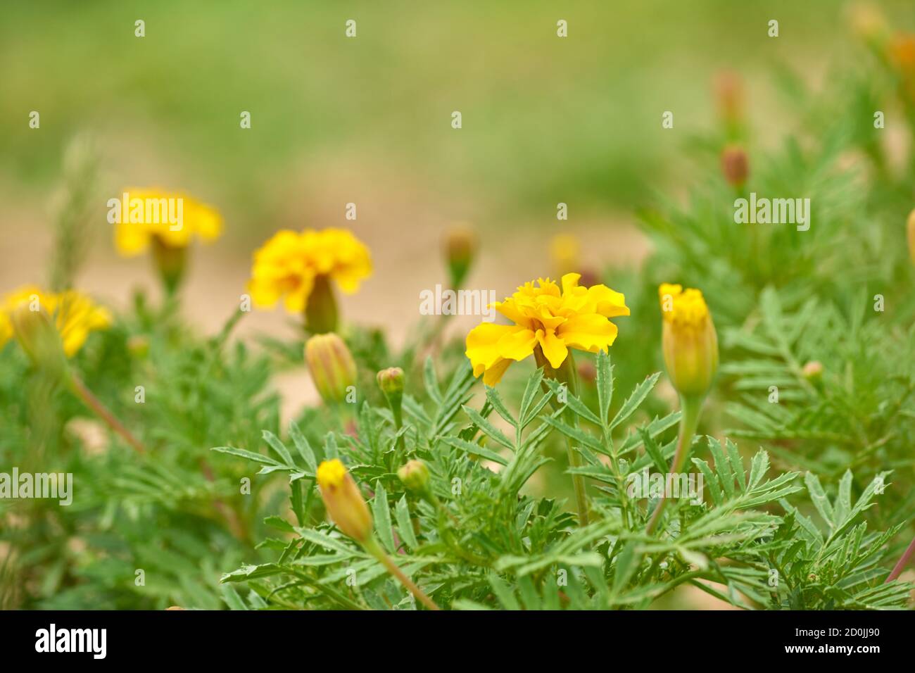 blooming marigold flowers in the garden nature background Stock Photo ...