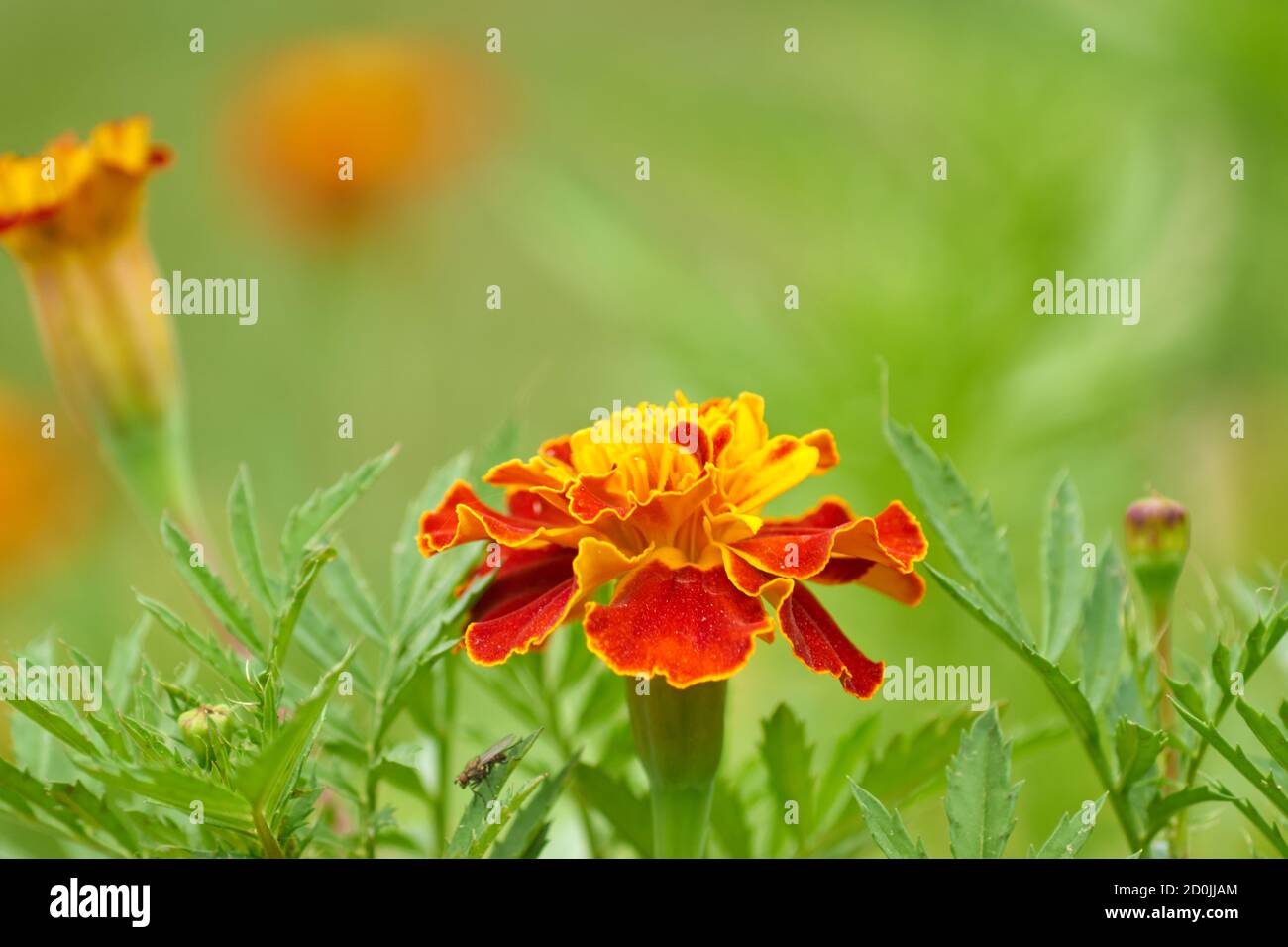 blooming marigold flowers in the garden, nature background Stock Photo ...