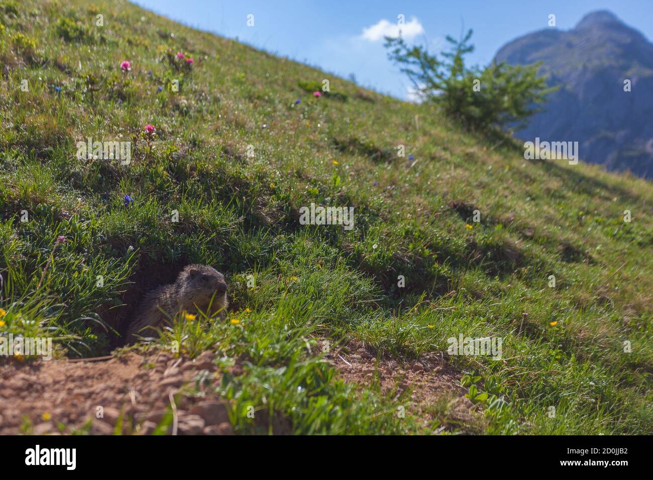 Marmot coming out of the burrow in the middle of blooming meadow ...