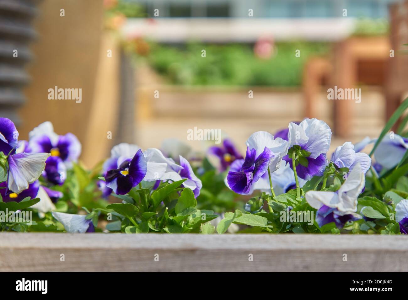 close up of blooming pancy flowers in the garden Stock Photo - Alamy
