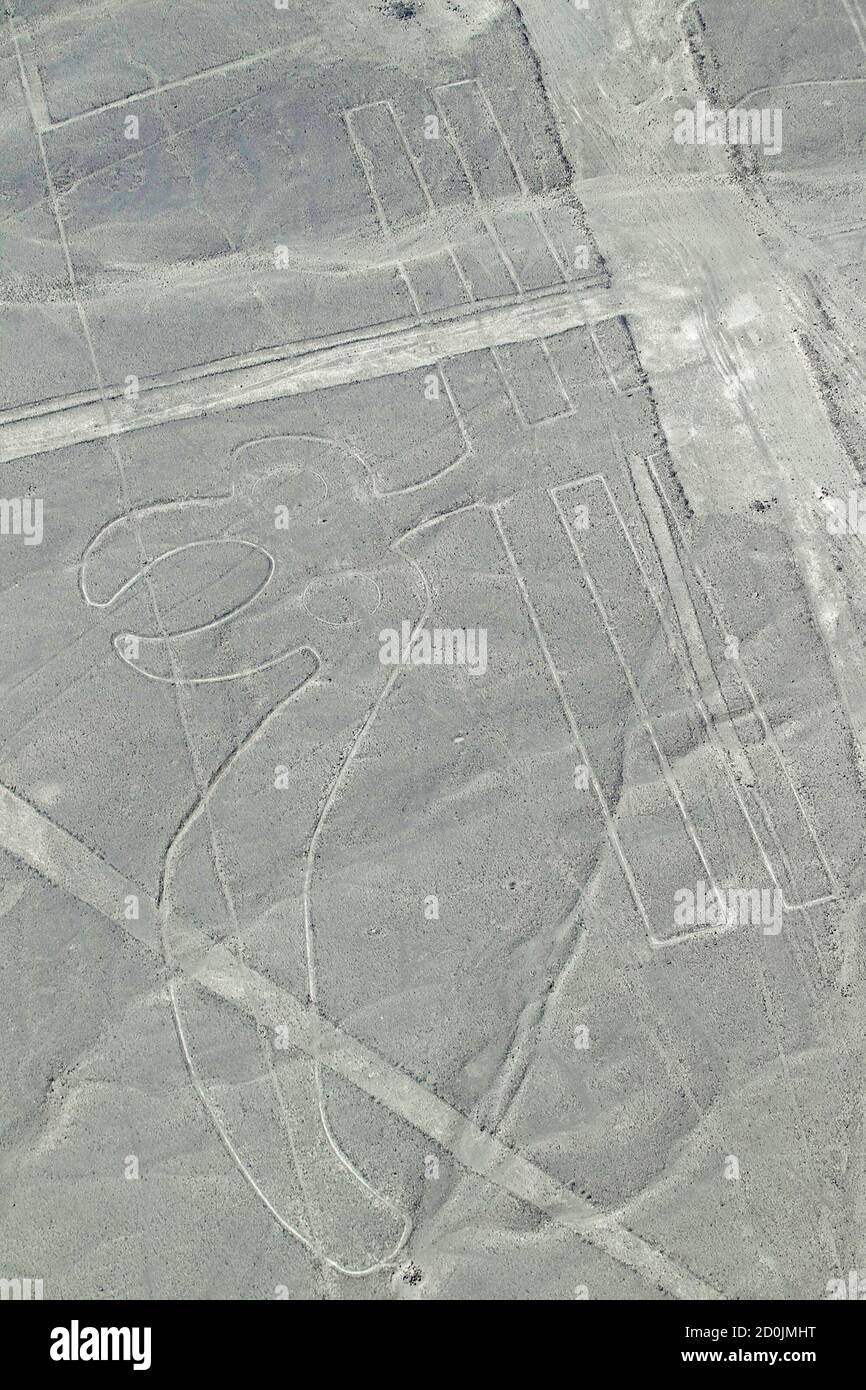 The parrot nazca lines peru hi-res stock photography and images - Alamy