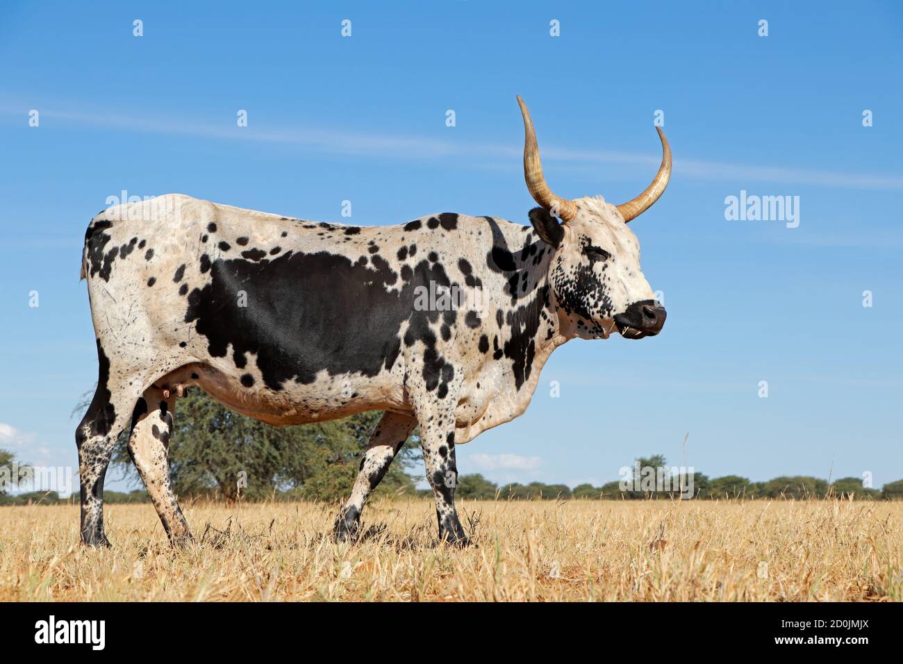 African breed hi-res stock photography and images - Alamy