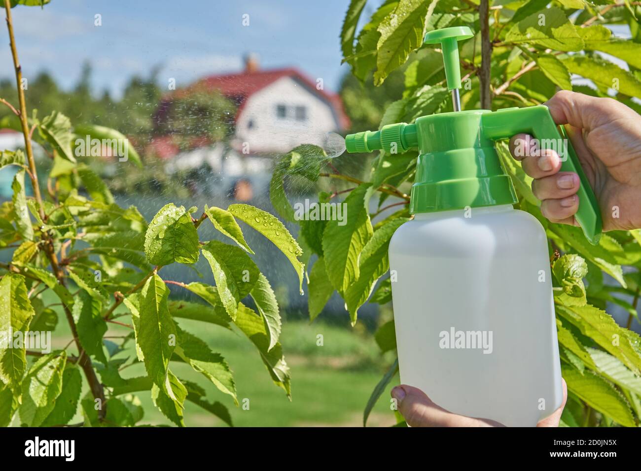 Farmer sprays pesticide with manual sprayer against insects on cherry ...