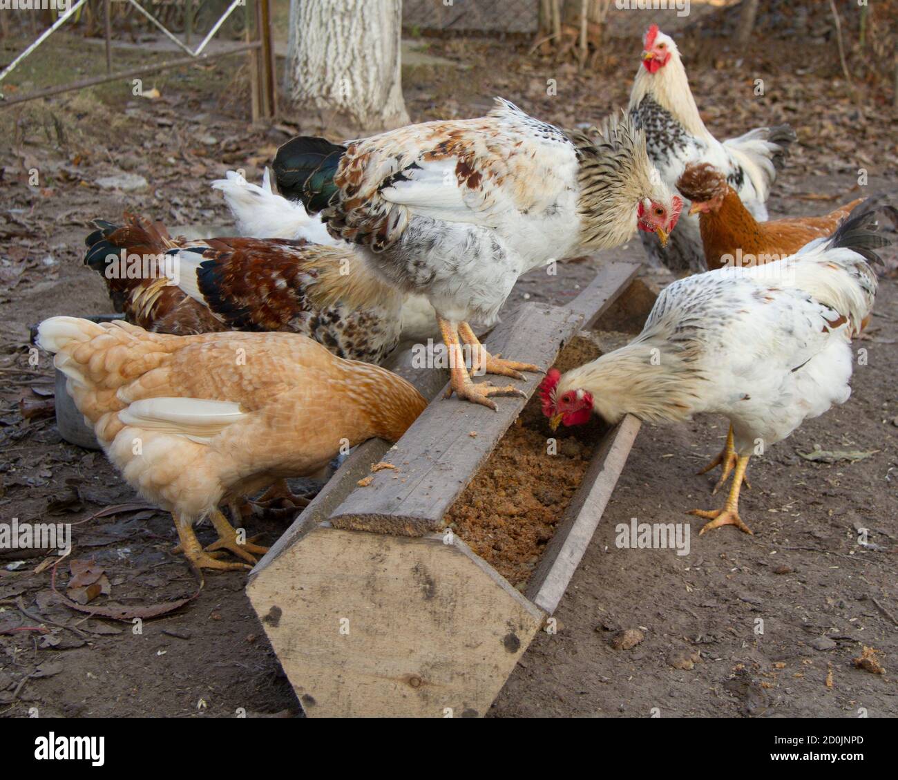 Group of hens Stock Photo - Alamy