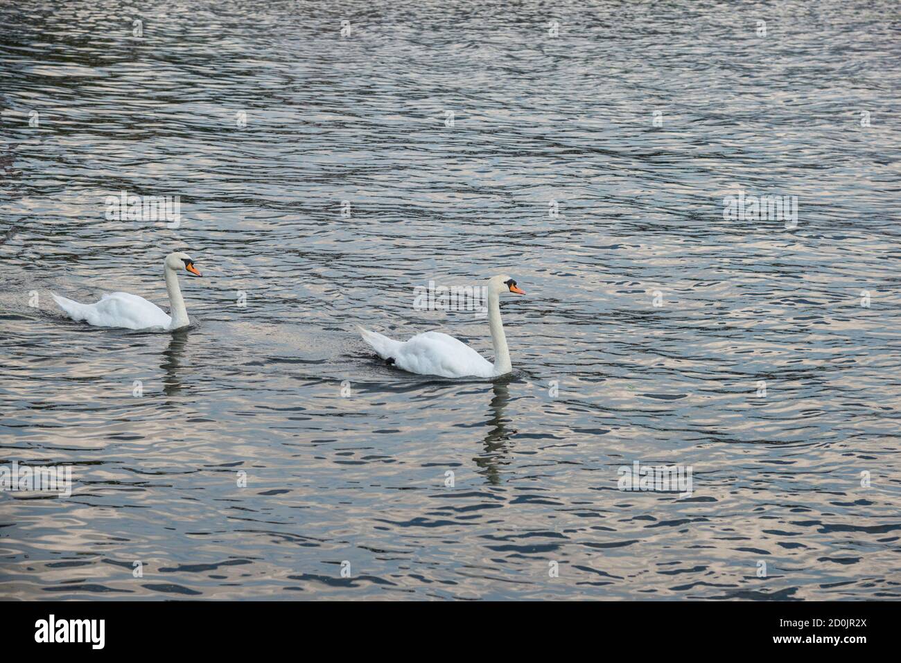 Two swans on the water Stock Photo - Alamy