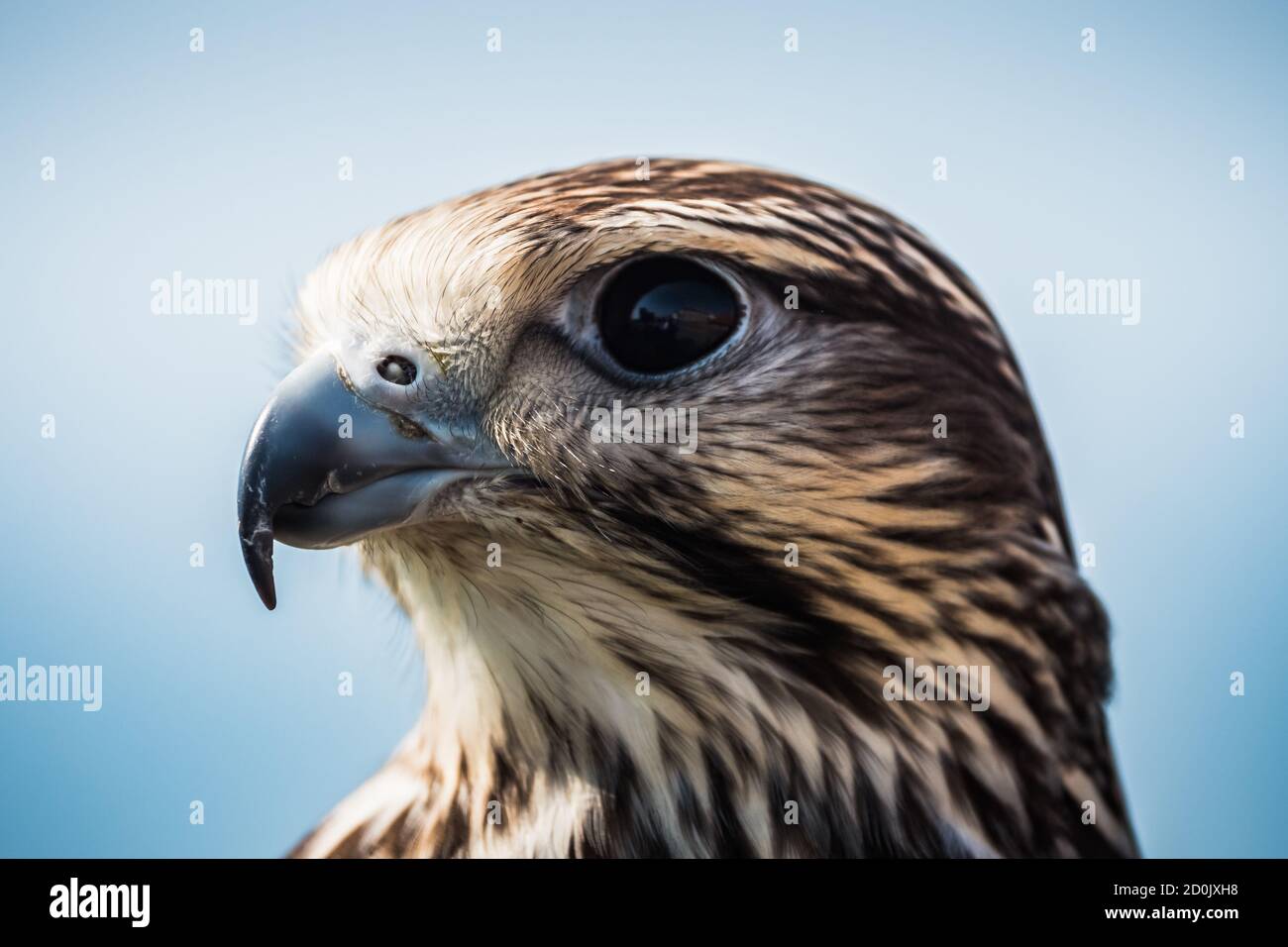 Common Buzzard Head Close-Up Portrait of the Head, an Intermediate ...