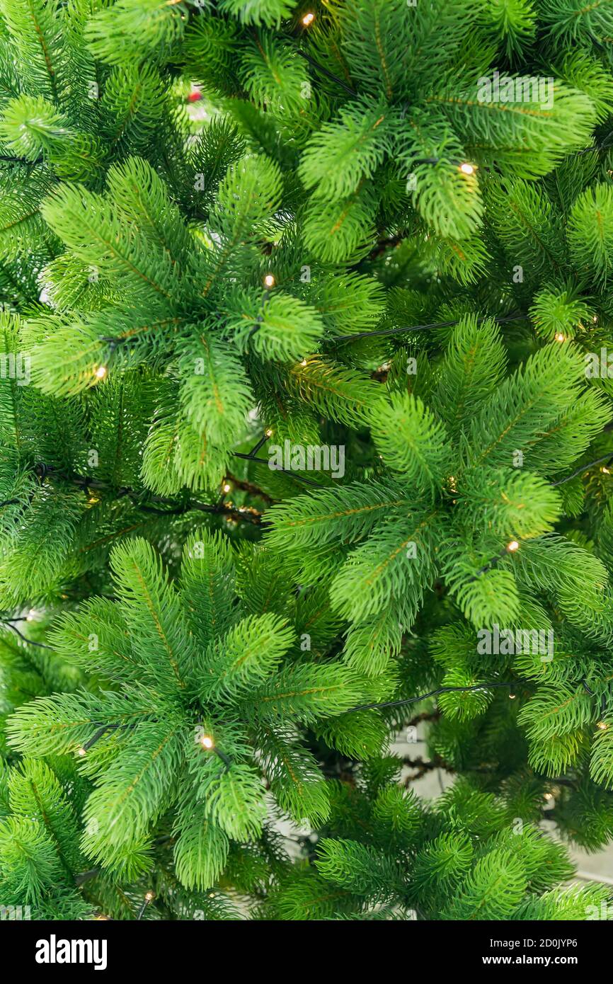 texture background of a furry tree branches for a Christmas card Stock ...