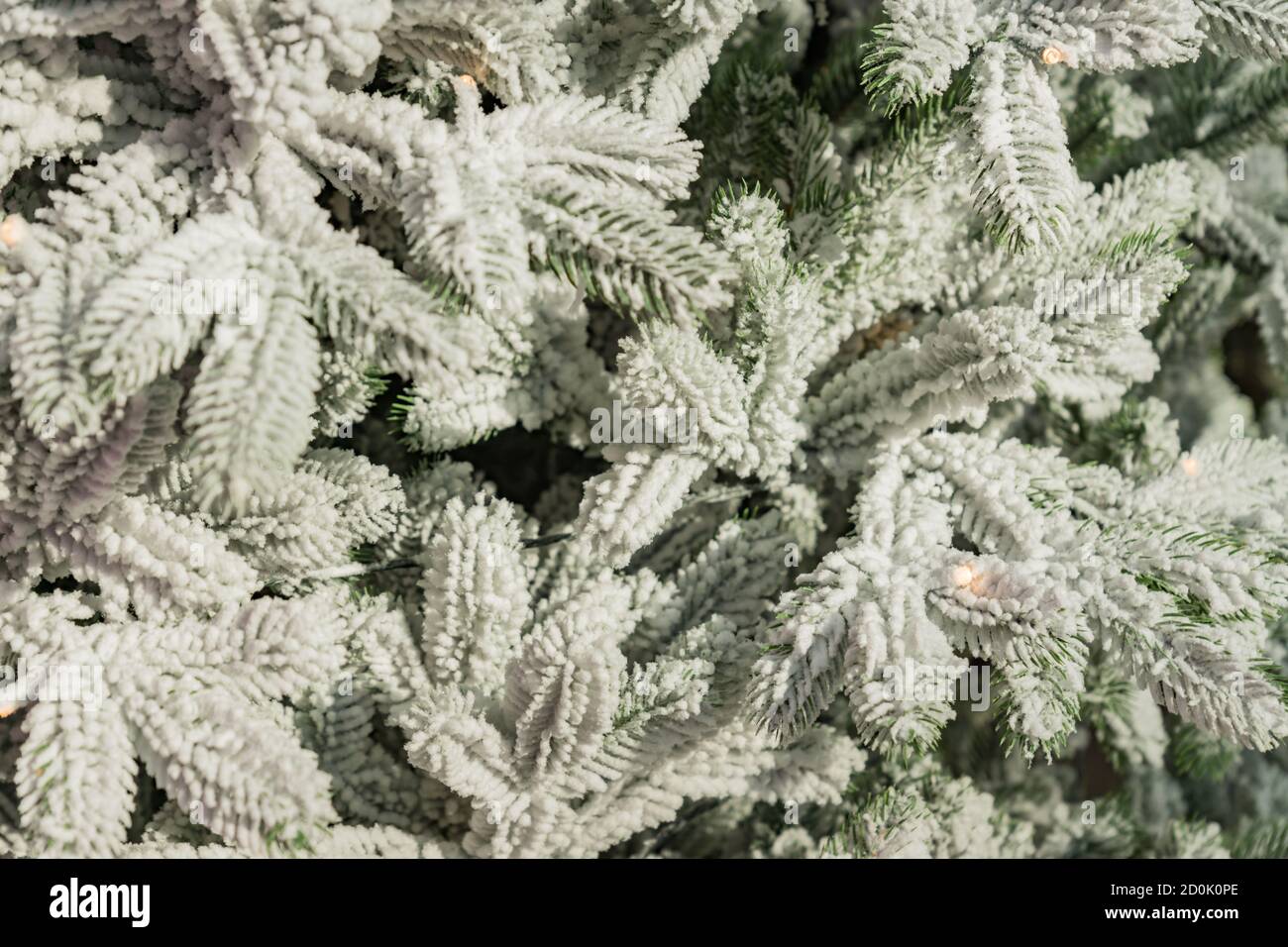 texture background of a snowee furry tree branches for a Christmas card ...