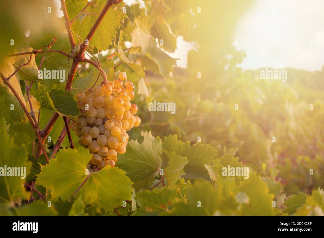 Green grape, grapevine and leaves background in sunlight Stock Photo ...