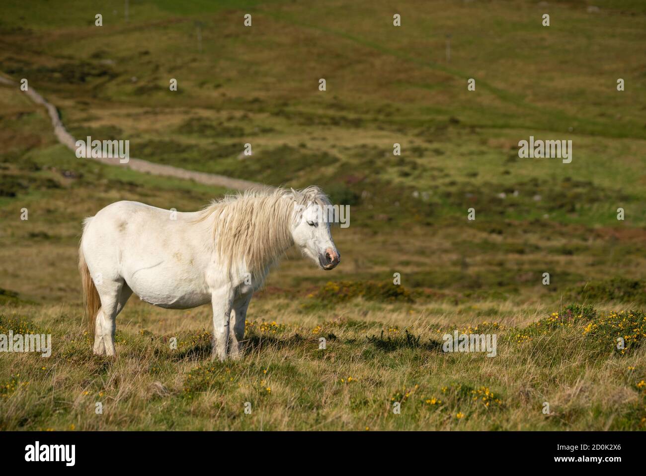 Carneddau pony, late summer in the carneddau mountain range of the ...