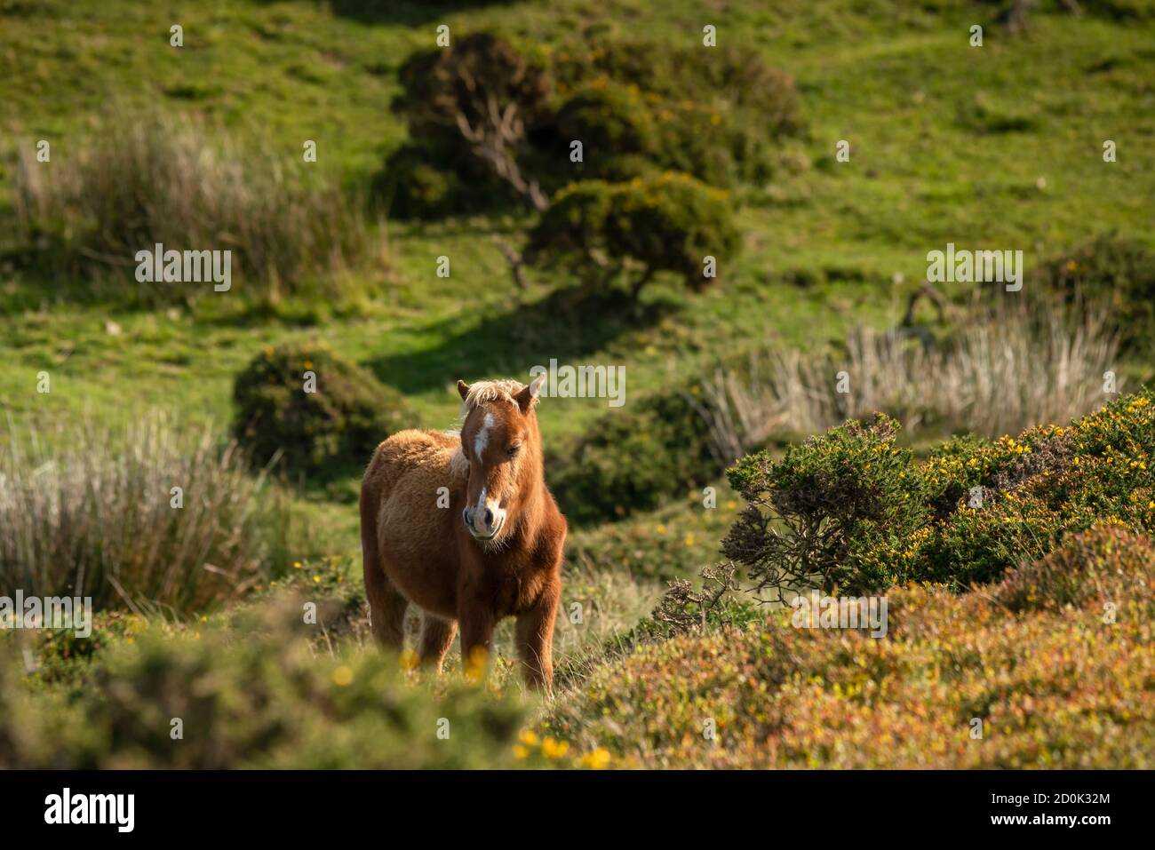 Carneddau pony, late summer in the carneddau mountain range of the ...