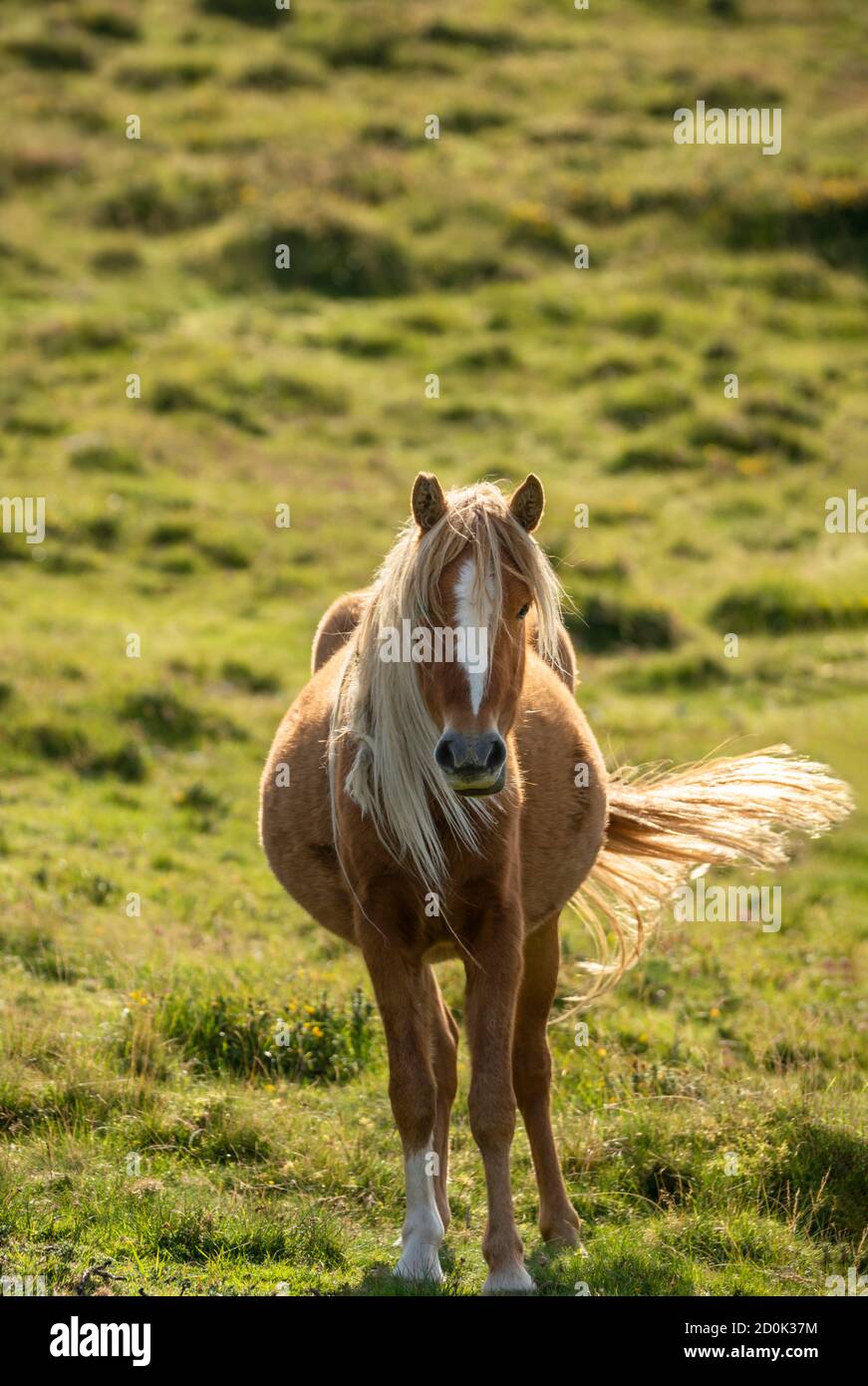 Carneddau pony, late summer in the carneddau mountain range of the ...