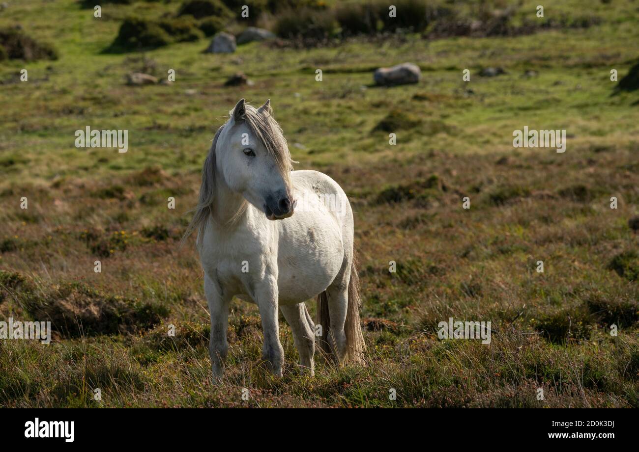 Carneddau pony, late summer in the carneddau mountain range of the ...