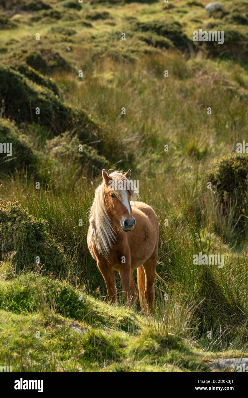 Carneddau pony, late summer in the carneddau mountain range of the ...