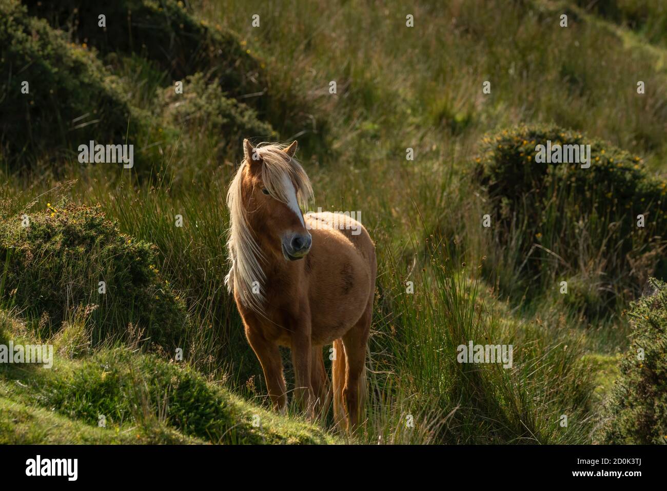 Carneddau pony, late summer in the carneddau mountain range of the ...