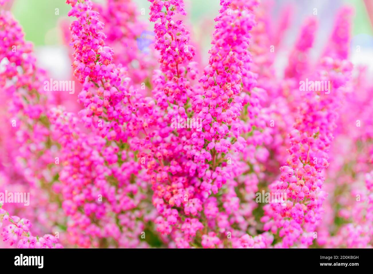 Pink blooming heather. Natural floral background Stock Photo - Alamy