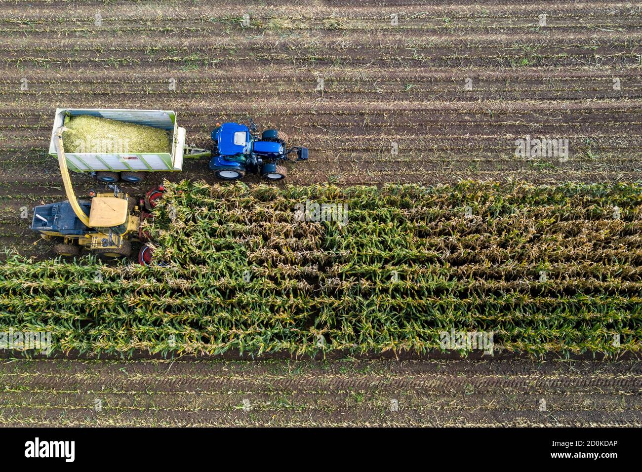 Maize harvest, combine harvester, chopper works its way through a maize ...