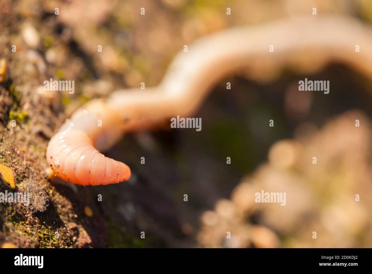 Earthworm, lombricus terrestris, also know as lob worm, nightcrawler ...
