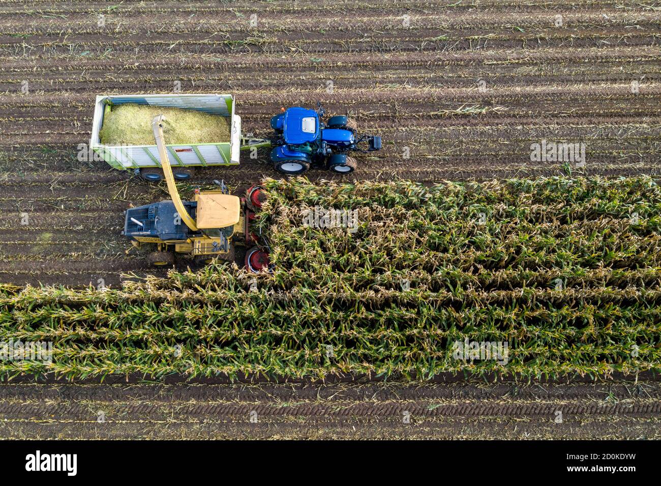 Maize harvest, combine harvester, chopper works its way through a maize ...