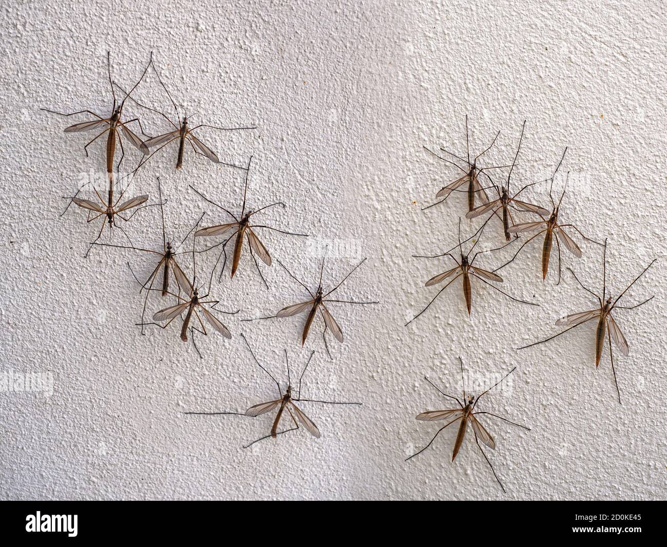 Tipulidae Crane Fly - Daddy Long Legs resting on white wall Stock Photo ...