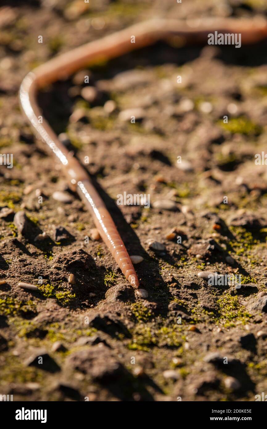 Earthworm, lombricus terrestris, also know as lob worm, nightcrawler ...