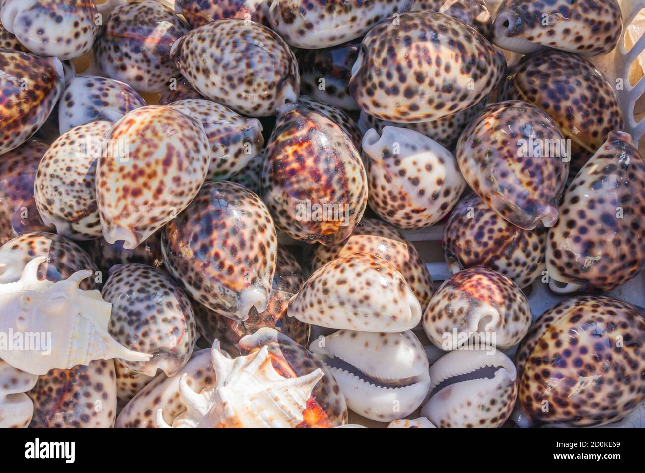 Sea shells background. lots of sea shells piled together Stock Photo ...