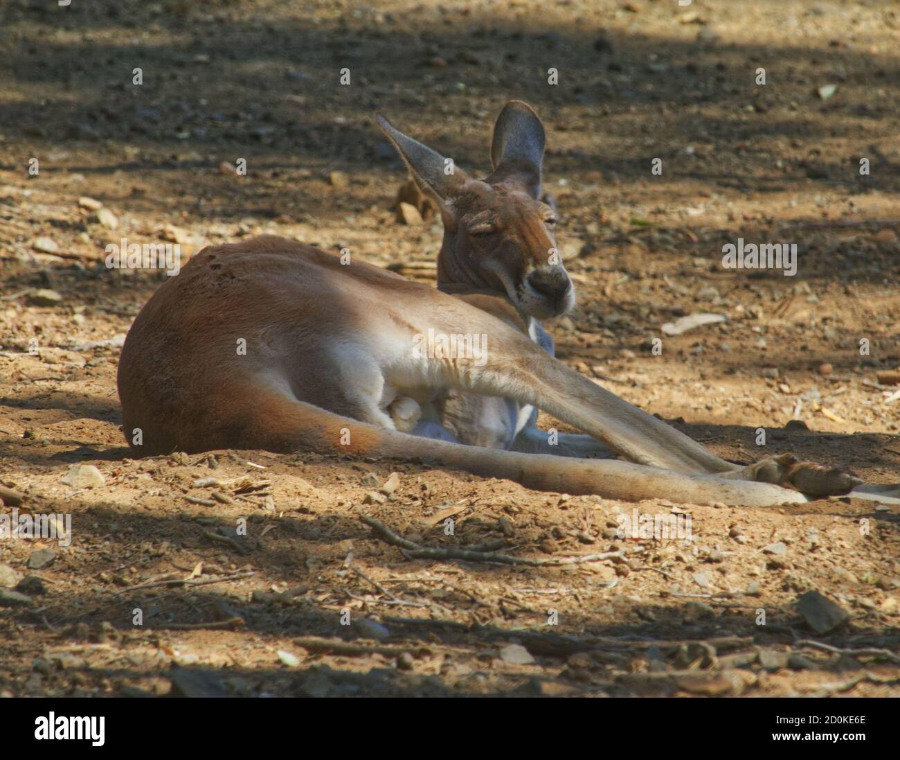 Australian wildlife kangaroo outback animal Stock Photo - Alamy