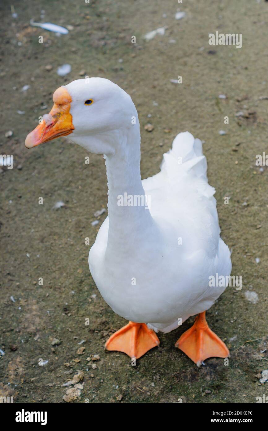 White grey goose close hi-res stock photography and images - Alamy