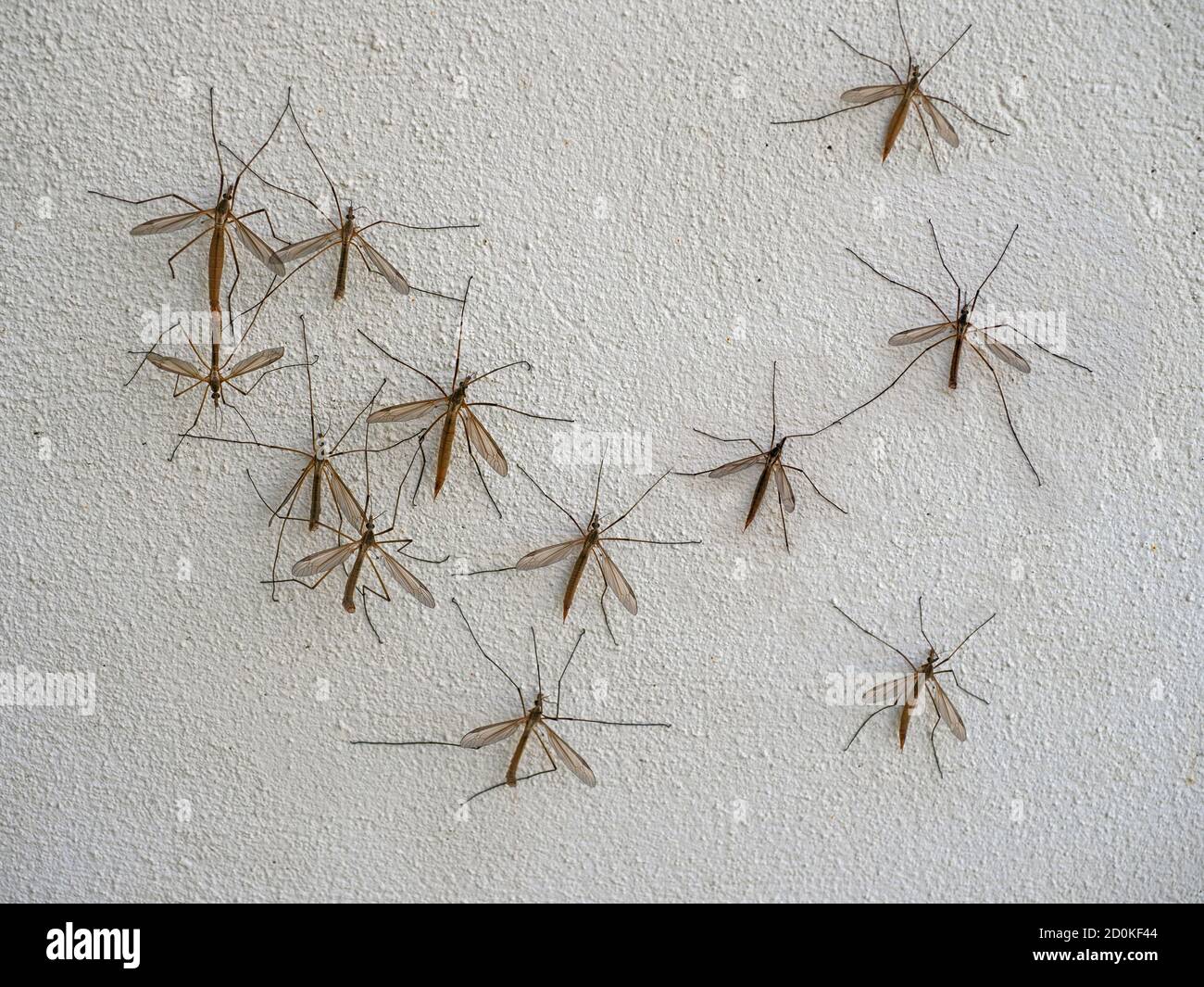 Common daddy long legs hi-res stock photography and images - Alamy