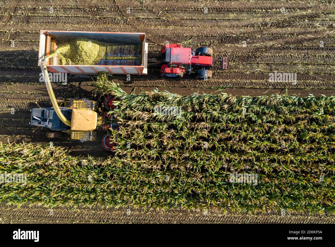 Maize harvest, combine harvester, chopper works its way through a maize ...