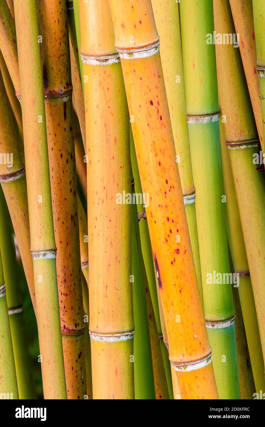 Bamboo forest detail of multicolored stems, subfamily, Bambusoideae, of ...