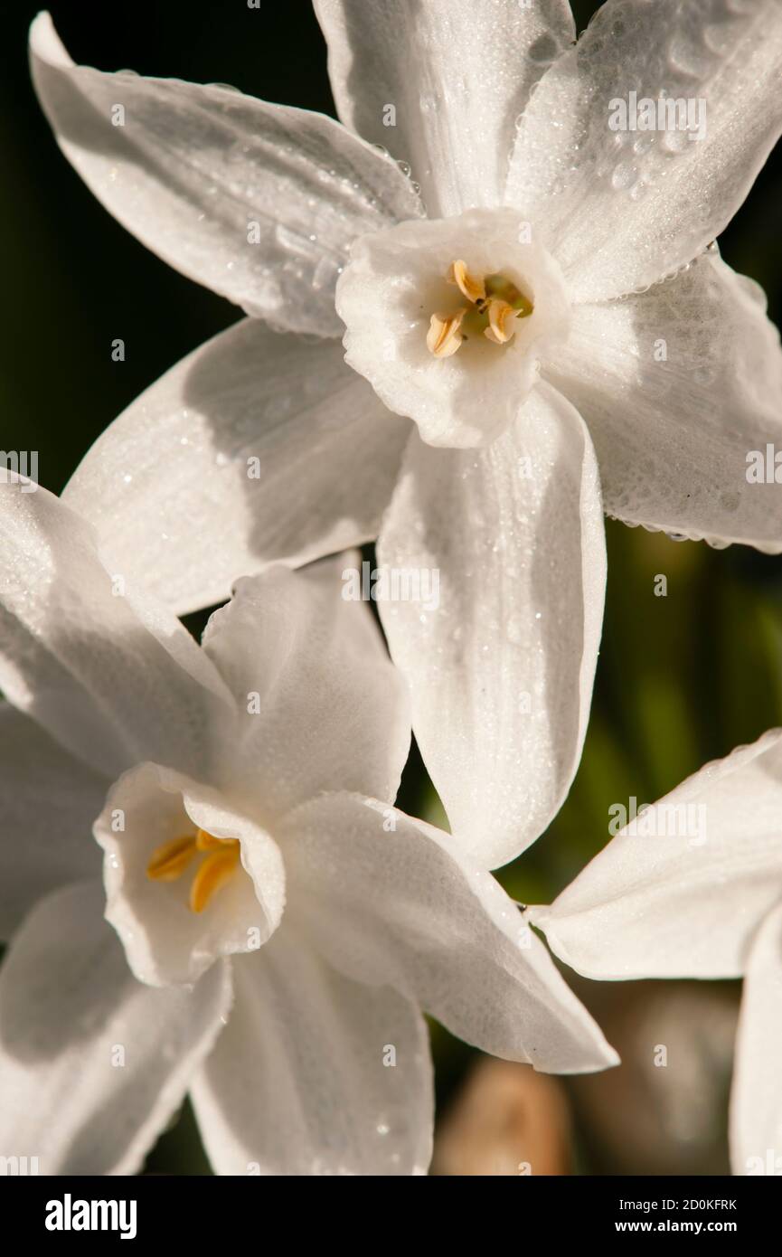 Narcissus tazetta, paperwhite, bunch-flowered Daffodil, Chinese sacred ...