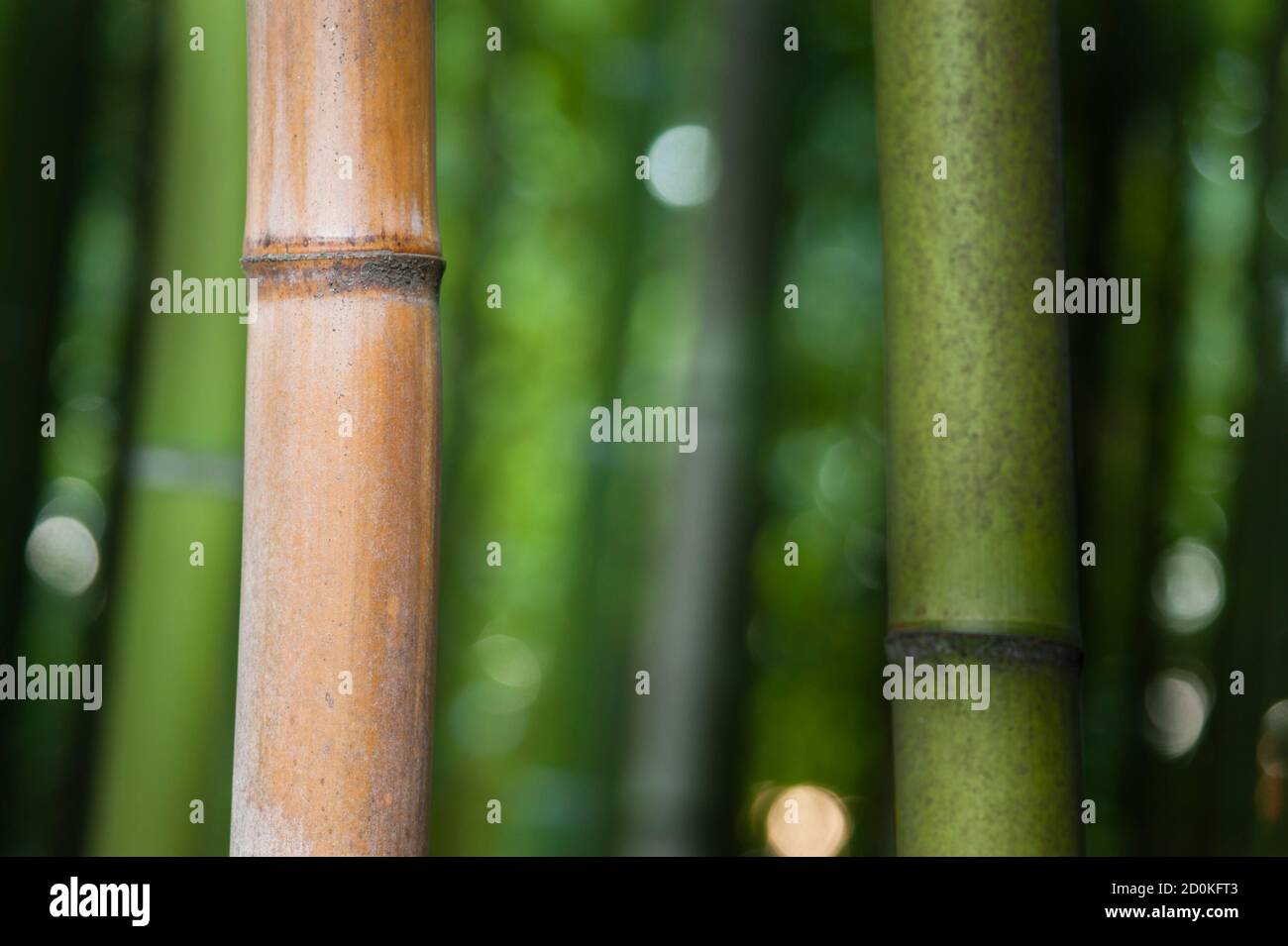 Bamboo forest detail of multicolored stems, subfamily, Bambusoideae, of ...
