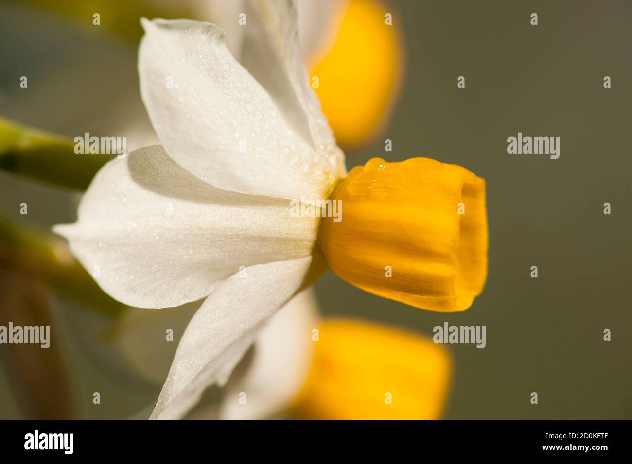 Narcissus tazetta, paperwhite, bunch-flowered Daffodil, Chinese sacred ...