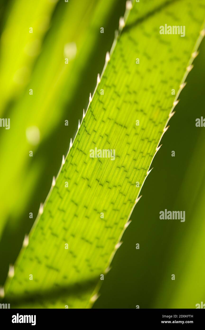 Jagged edge of leaf hi-res stock photography and images - Alamy
