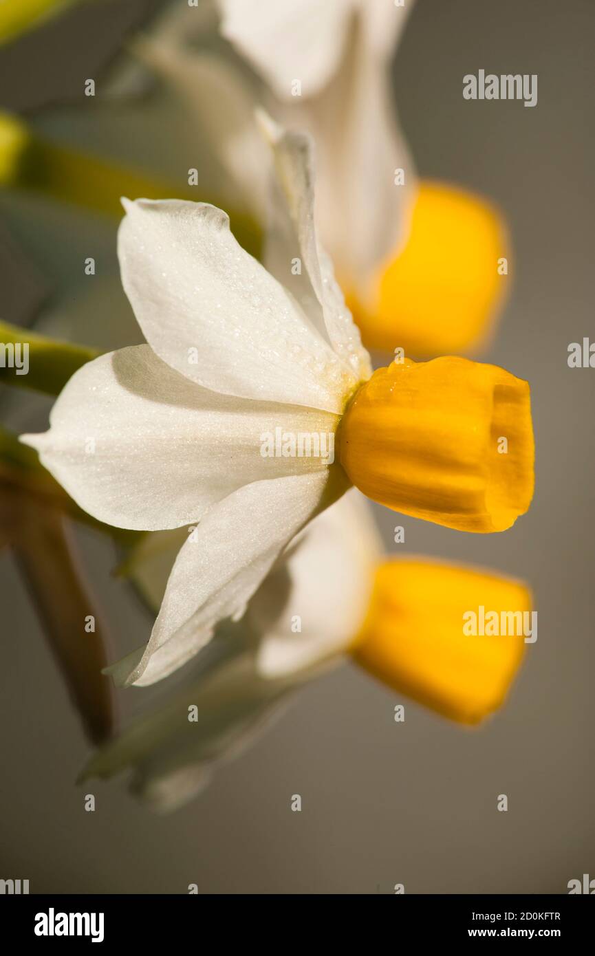 Narcissus tazetta, paperwhite, bunch-flowered Daffodil, Chinese sacred ...