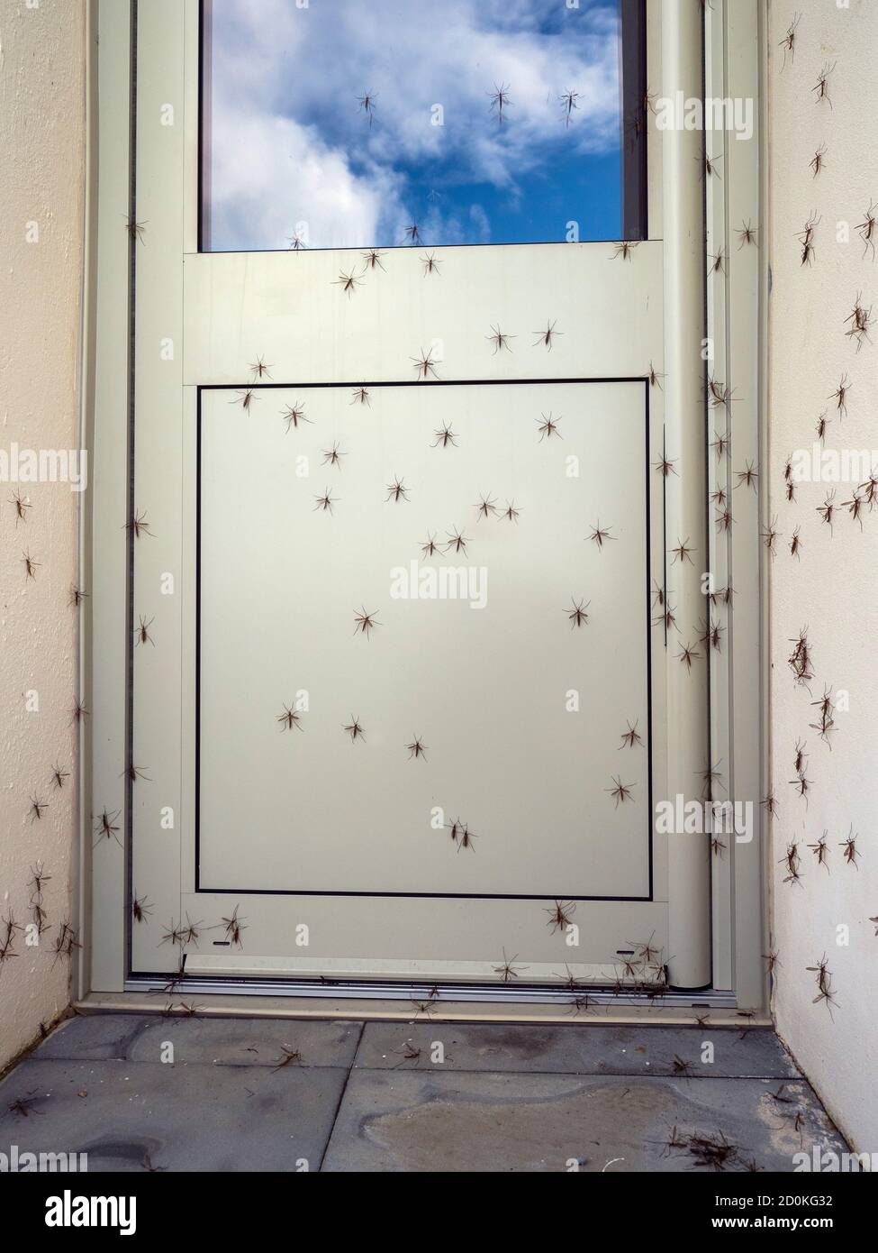 Daddy long legs swarm hi-res stock photography and images - Alamy
