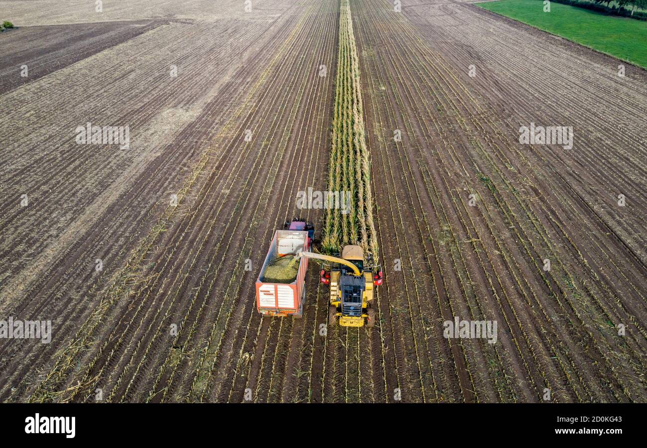 Maize harvest, combine harvester, chopper works its way through a maize ...