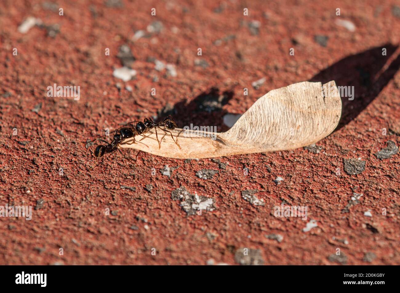 Ant pushing a big seed of maple tree Stock Photo - Alamy