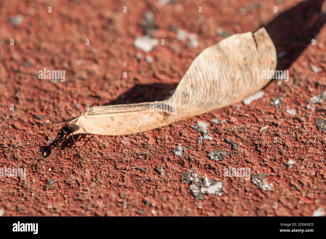 Ant pushing a big seed of maple tree Stock Photo - Alamy