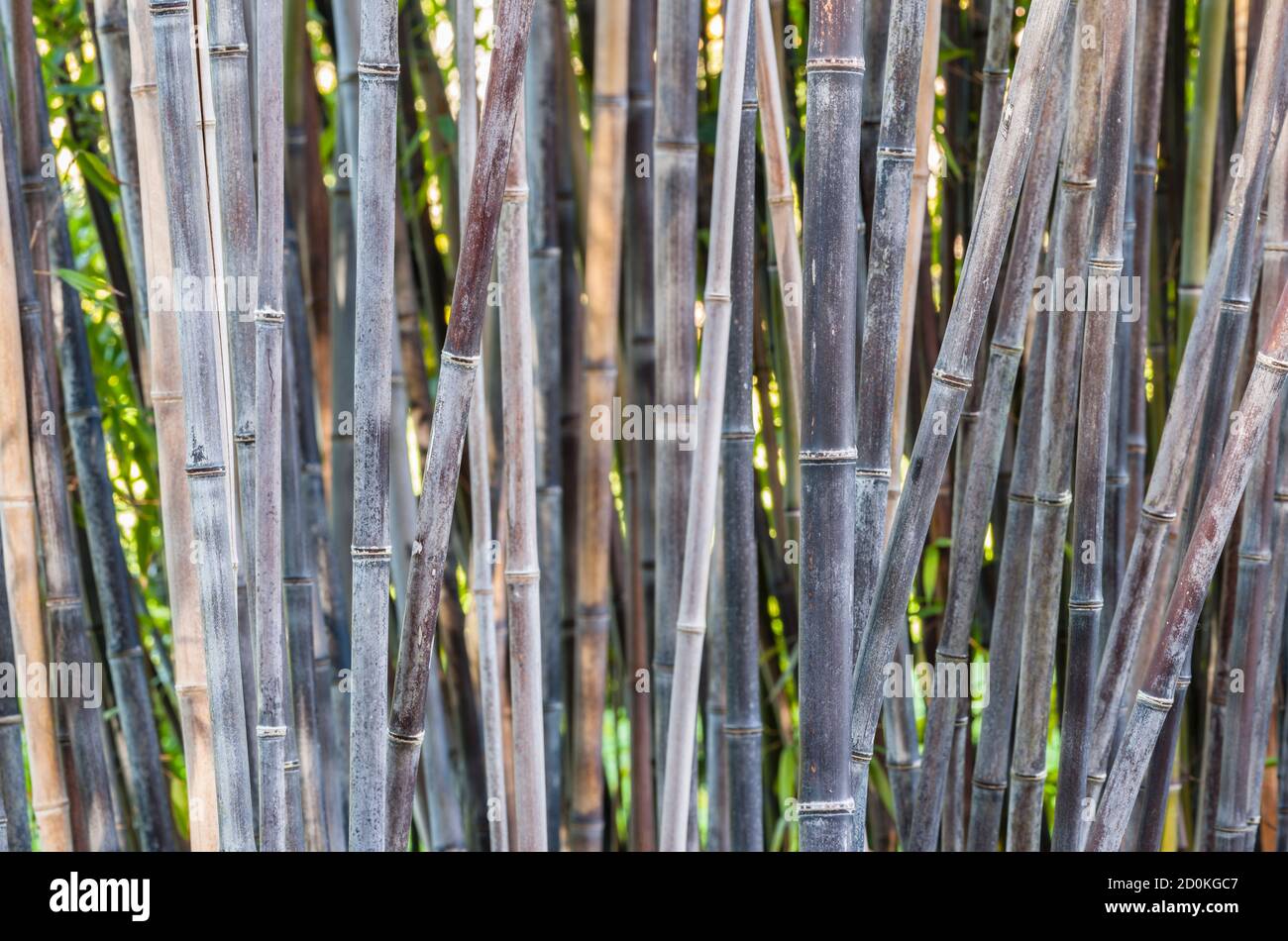 Bamboo forest detail of multicolored stems, subfamily, Bambusoideae, of ...