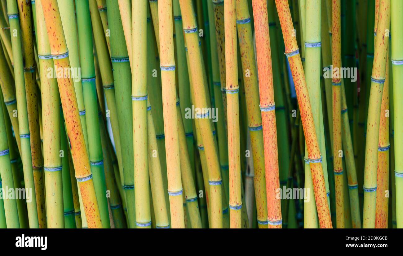 Bamboo forest detail of multicolored stems, subfamily, Bambusoideae, of ...