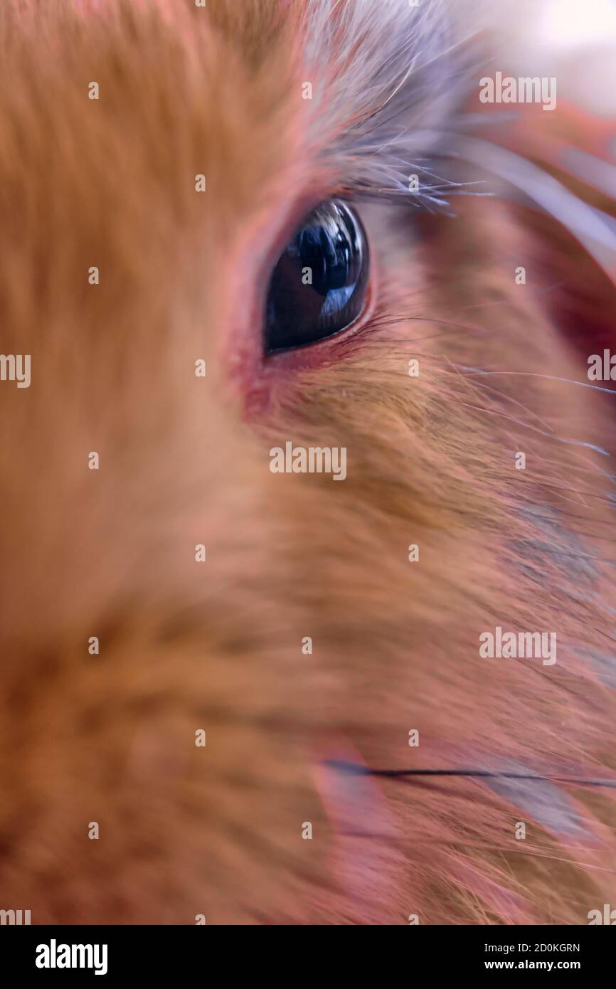 Close-up picture of a pet bunny Stock Photo - Alamy
