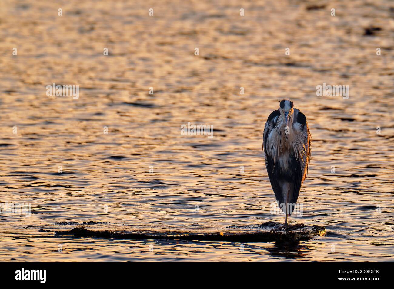 Grey heron standing on one leg hi-res stock photography and images - Alamy
