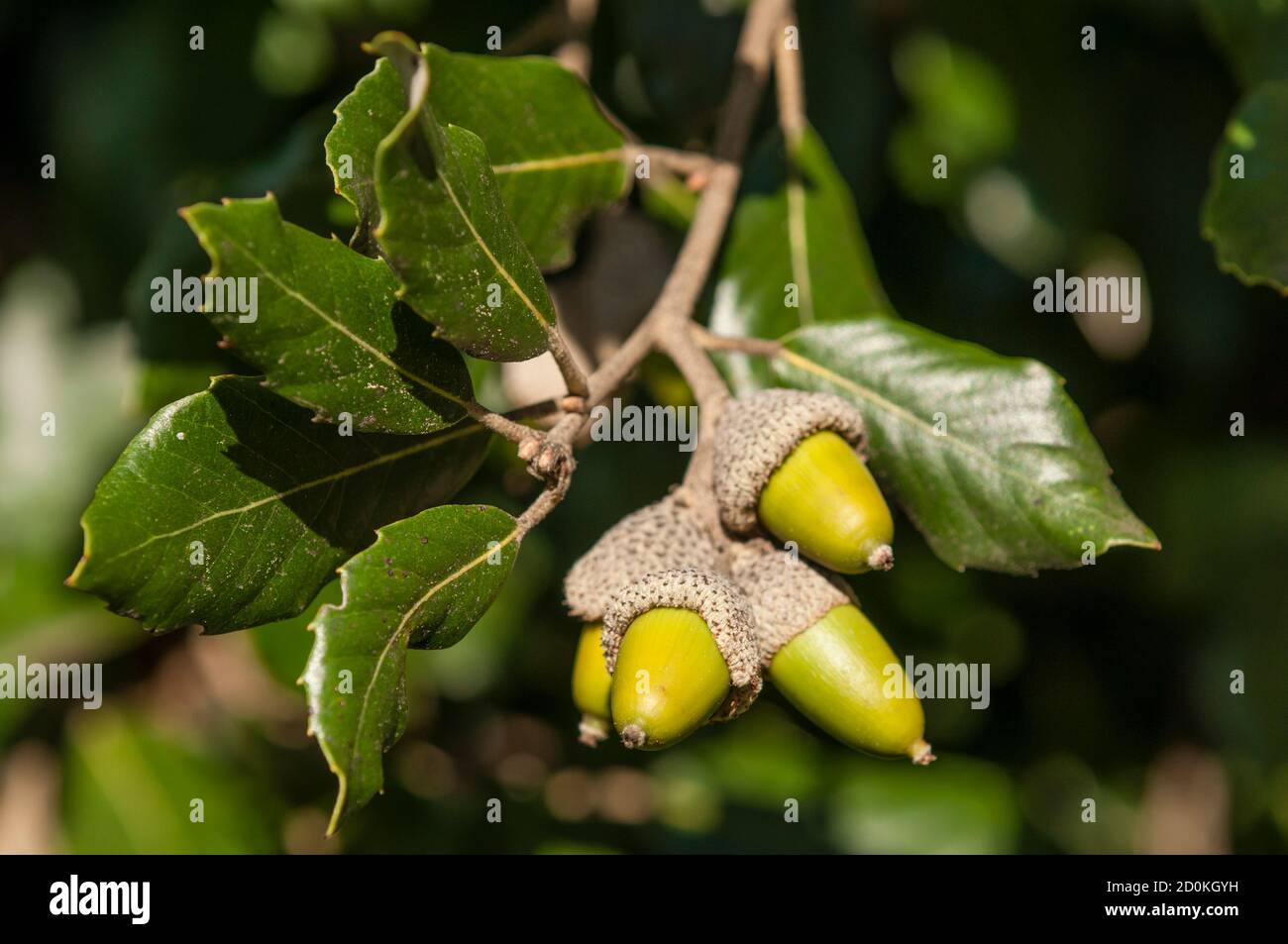 Holm oak tree hi-res stock photography and images - Alamy