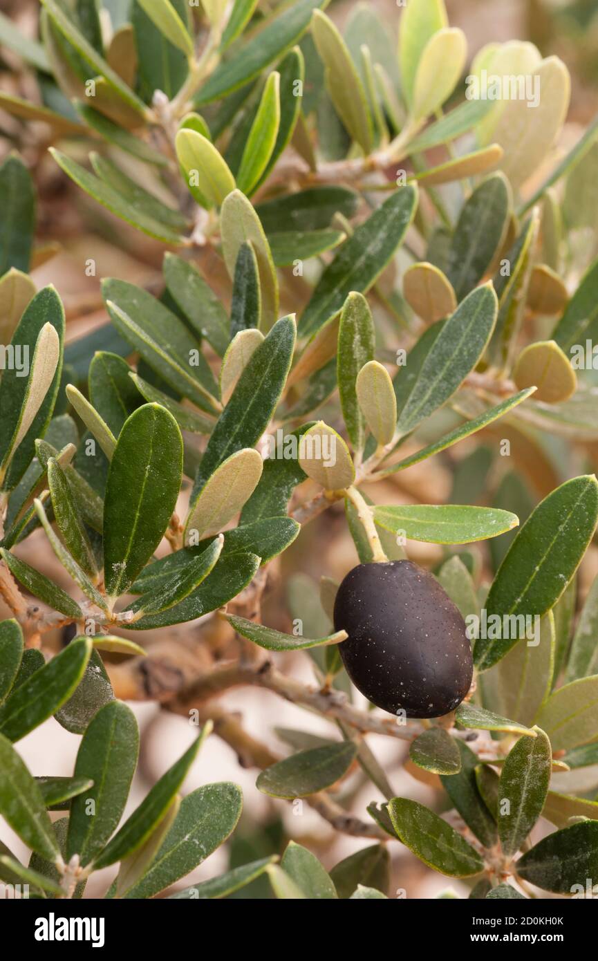 European olive tree hi-res stock photography and images - Alamy