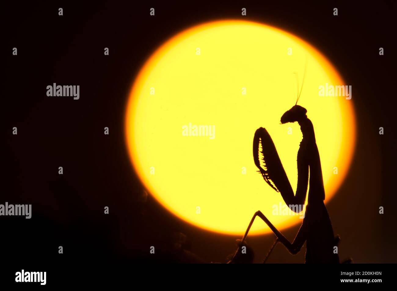 Close up of female praying mantis against sun background Stock Photo ...