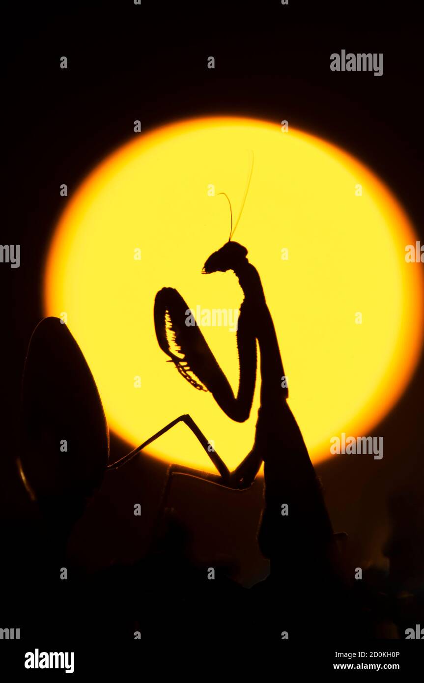 Close up of female praying mantis against sun background Stock Photo ...