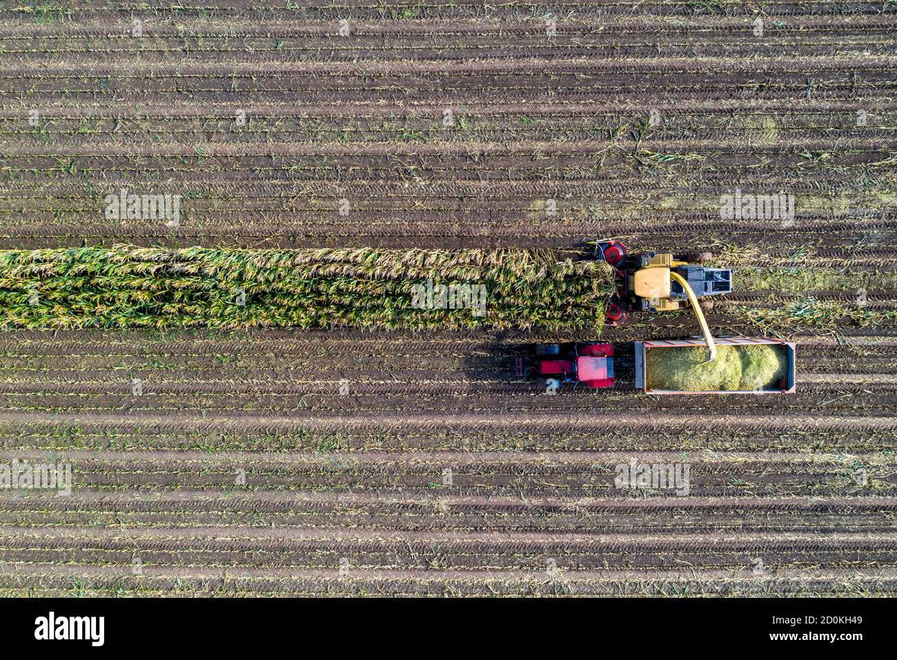 Maize harvest, combine harvester, chopper works its way through a maize ...