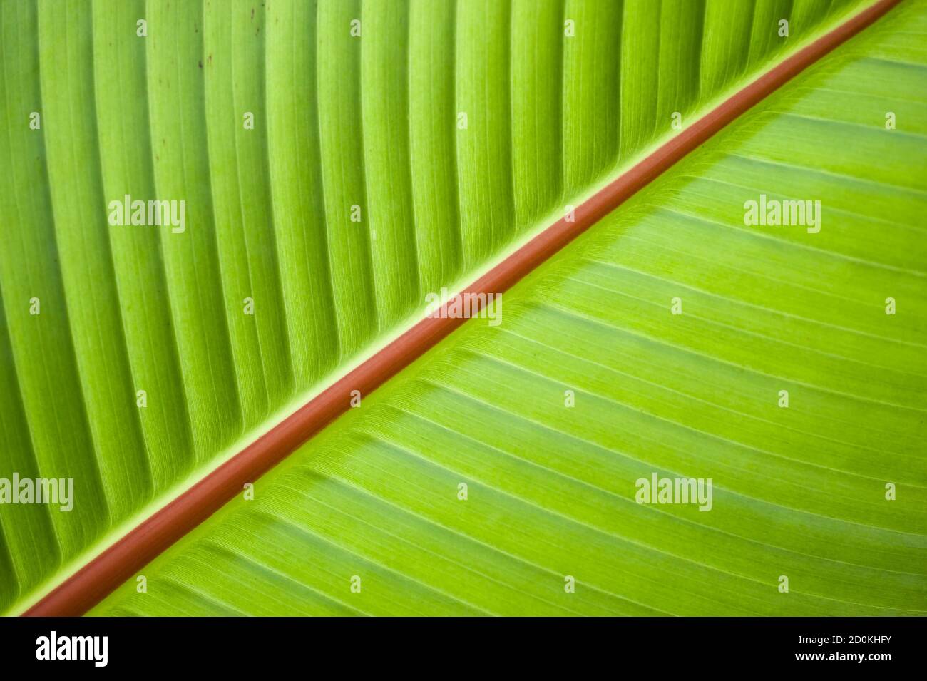 Detail of leaf of Banana tree, Musa acuminata Stock Photo - Alamy